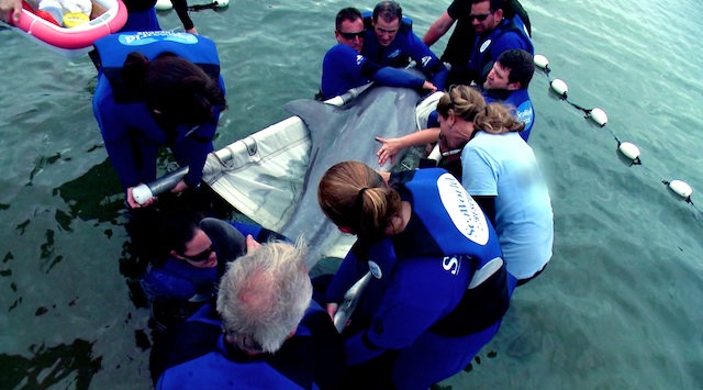 Wave Breaker: The Rescue Coaster® Launches June 16 at SeaWorld® San ...