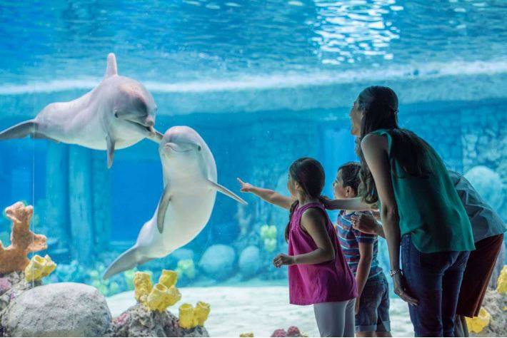 SeaWorld San Antonio to Launch 2019 Season Saturday, Feb. 23 | Houston ...