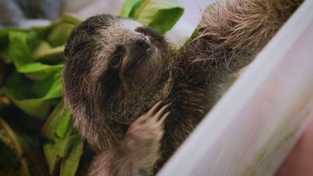 Saving sloths in Costa Rica | Houston Style Magazine | Weekly Newspaper ...