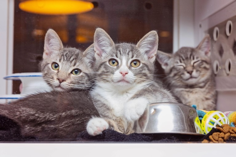 It’s International Recue Cat Day Best Friends Animal Society Offers ...