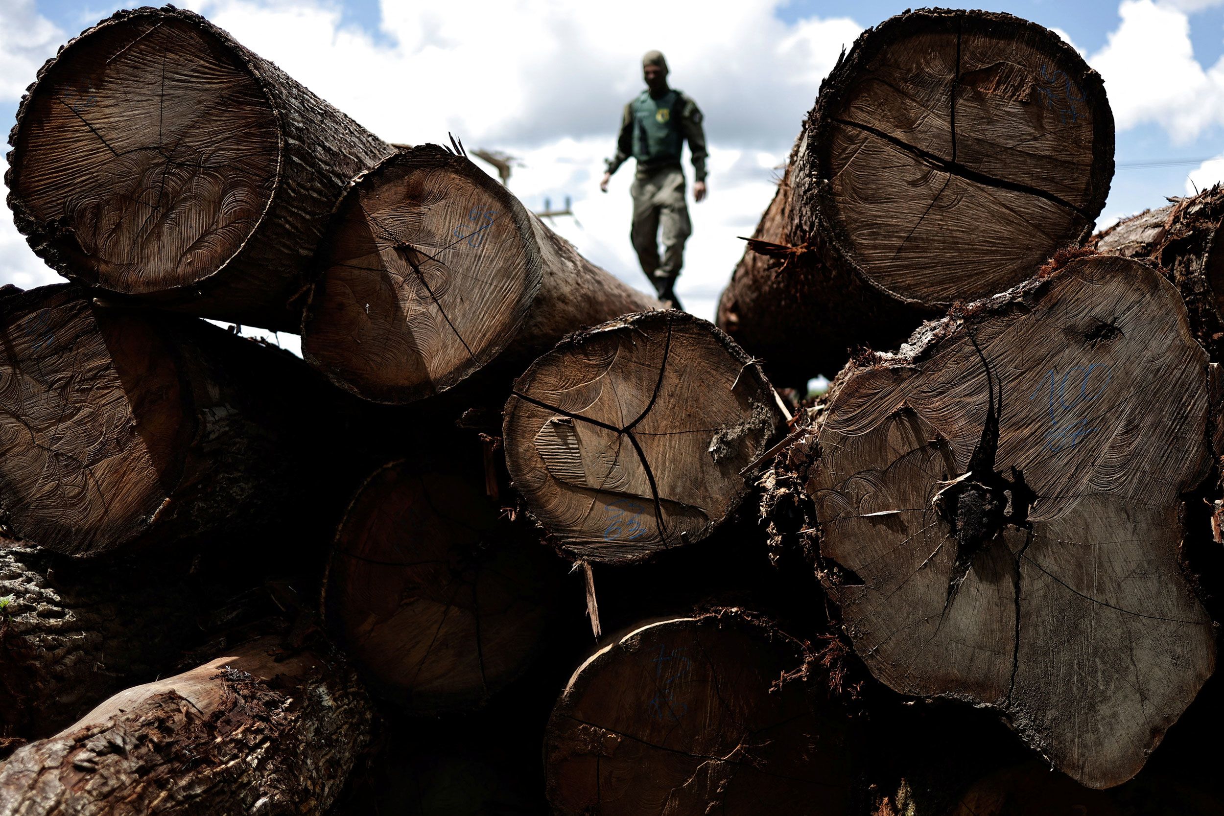 Rainforest destruction soared in 2022 despite global pledges to halt ...