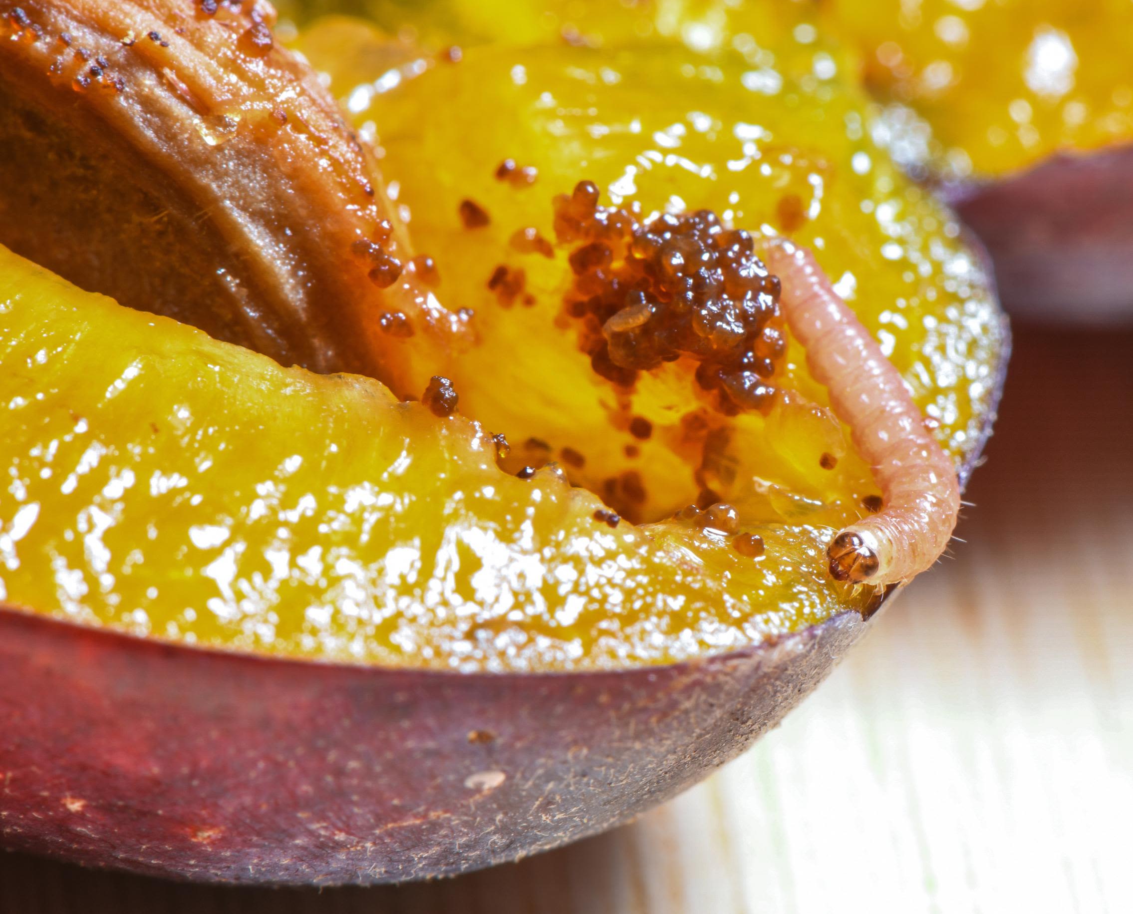 Rat poop, bug bits, mice hair: How many ‘unavoidable defects’ are in ...