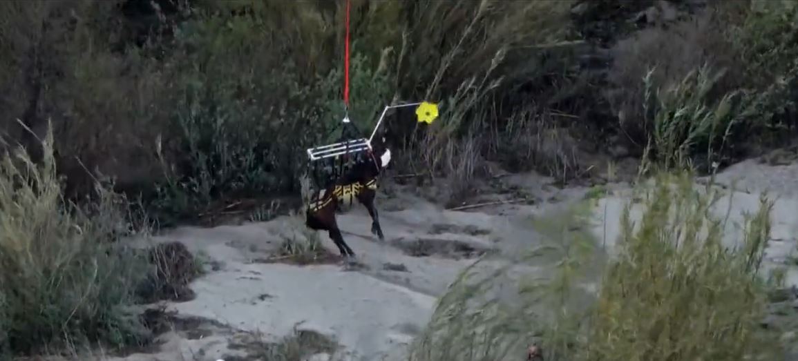 Horse airlifted to safety; stuck in Santa Ana River for nearly 24 hours ...