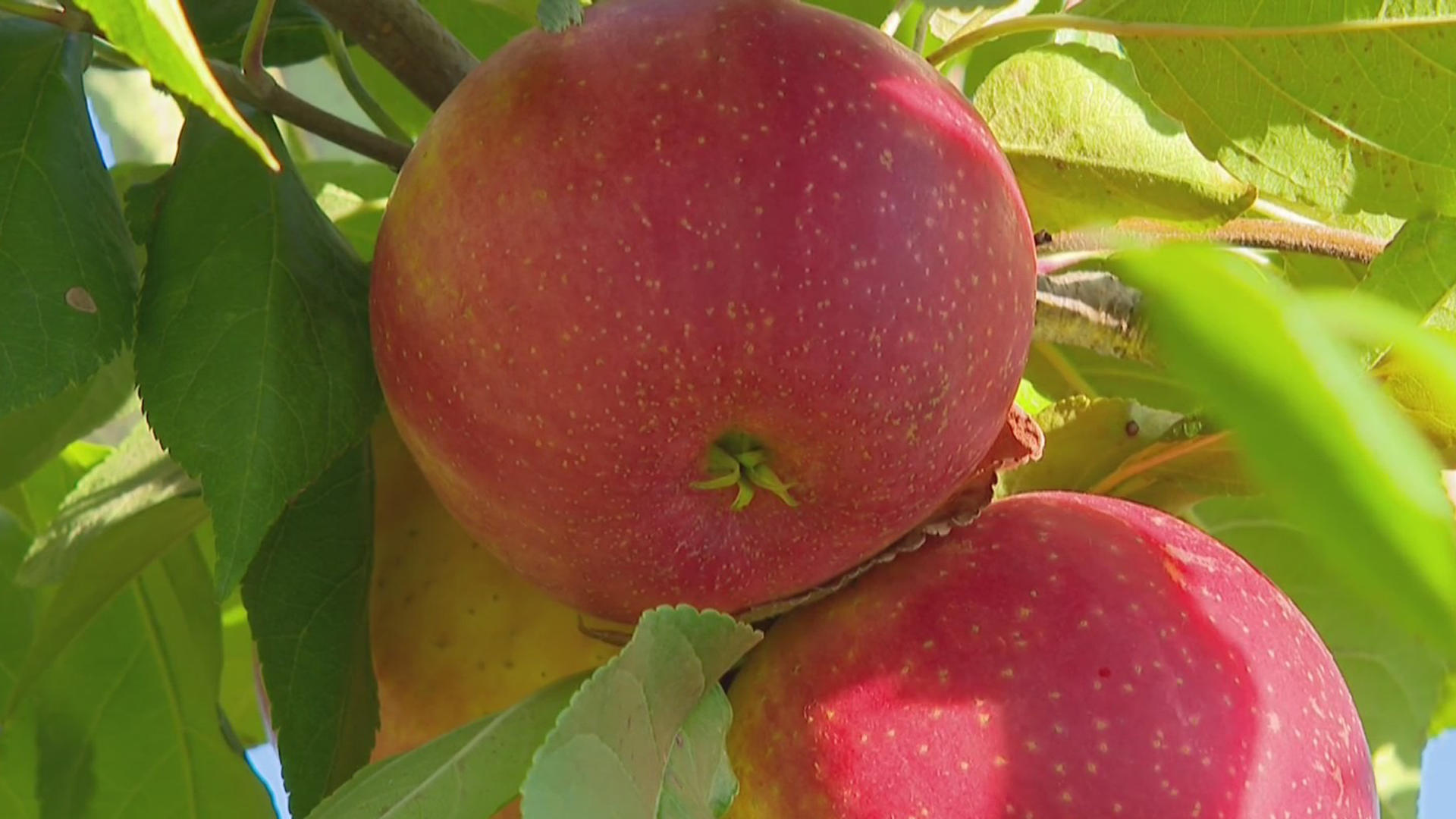 Larger-than-normal apples harvested in Minnesota thanks to growing ...