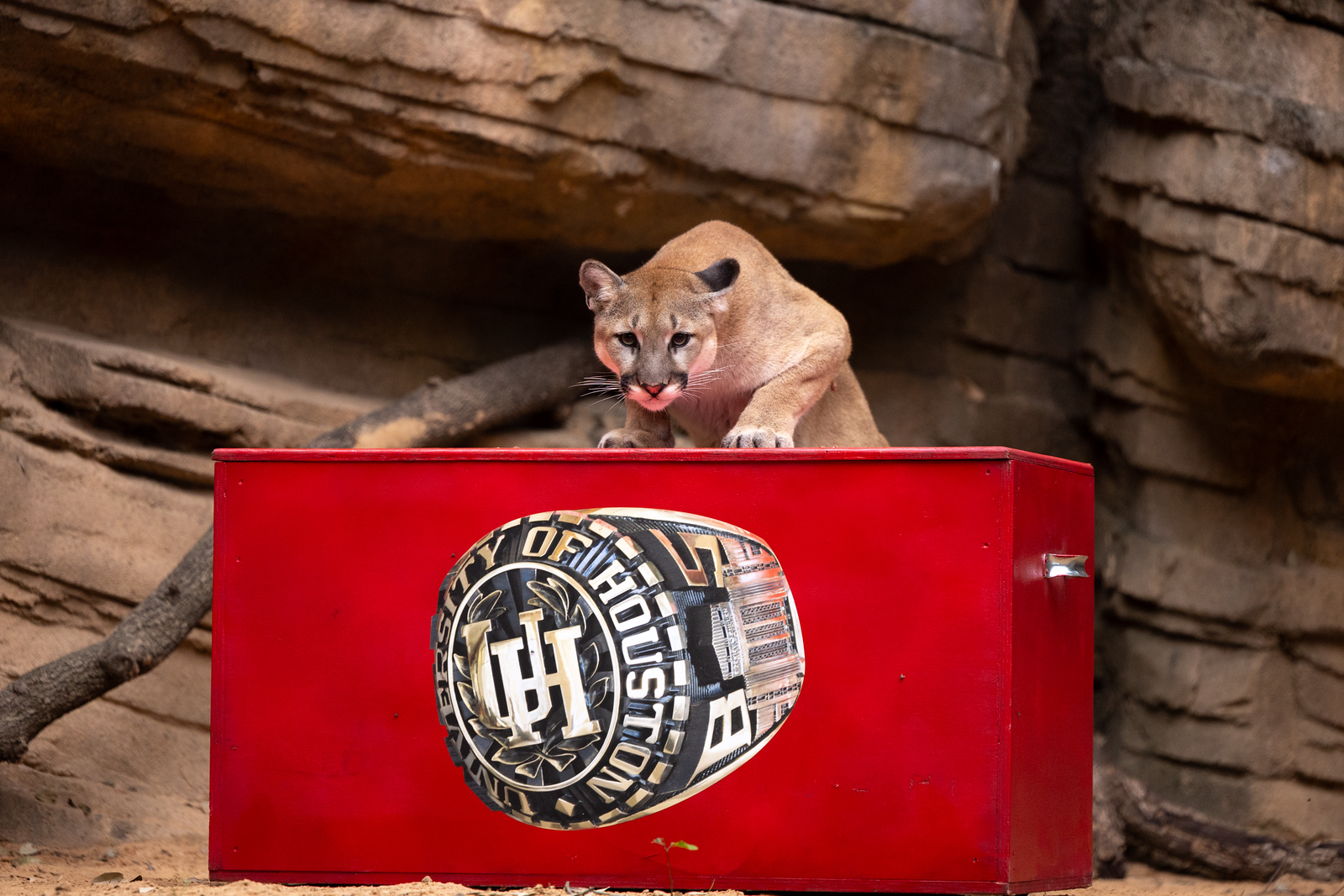 Guarding of the Rings: A Cougar-Powered Tradition at the Houston Zoo ...