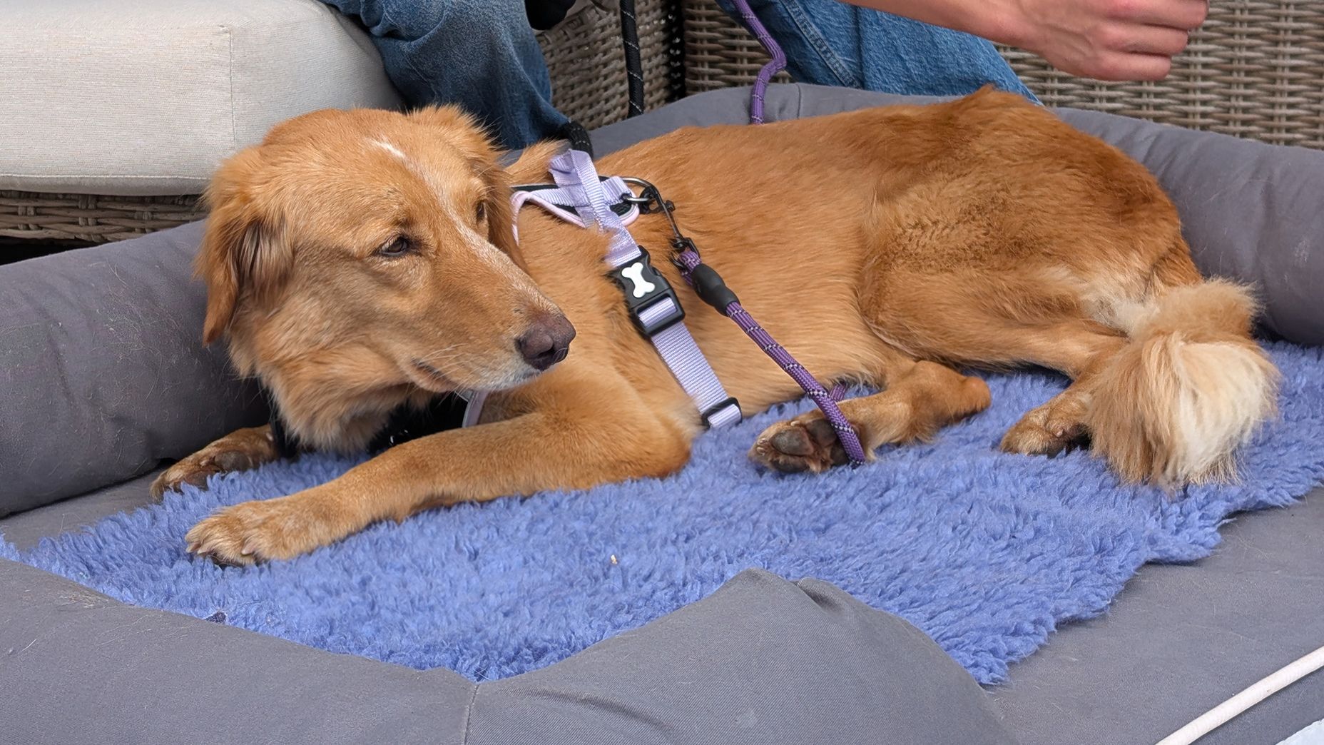 Lost dog returns home after swimming to island in 100-mile trip ...