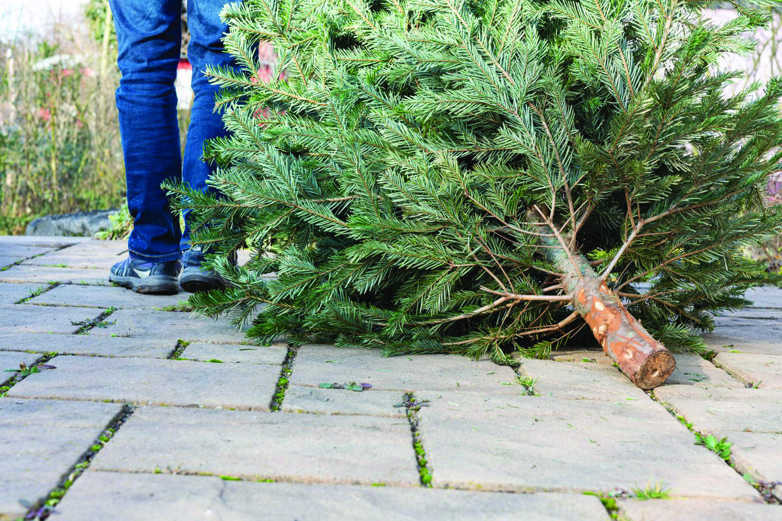 Richmond Christmas tree recycling event rescheduled | Richmond Free ...