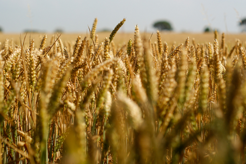Genetically Modified Wheat Found In Oregon Could Hurt Exports | Citizen ...